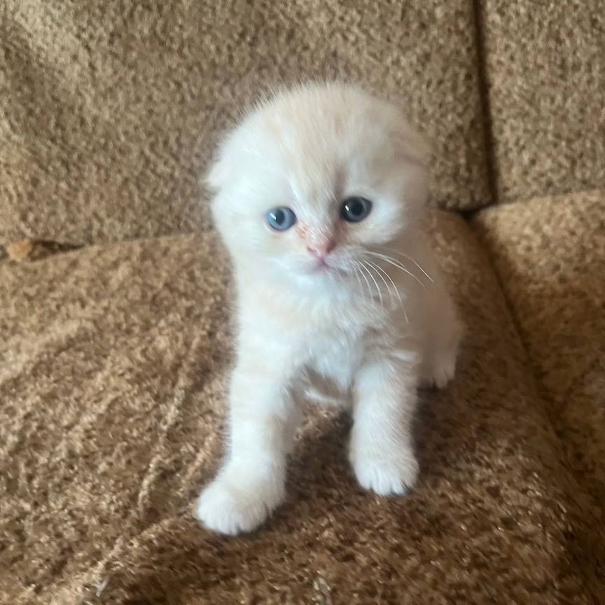 Шотландский вислоухий короткошёрстный котёнок