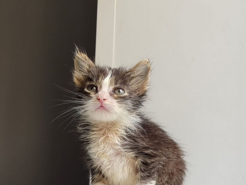 Котёнок в поиске дома