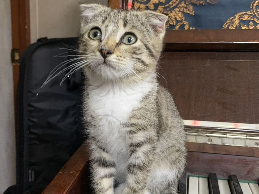Котенок в добрые руки