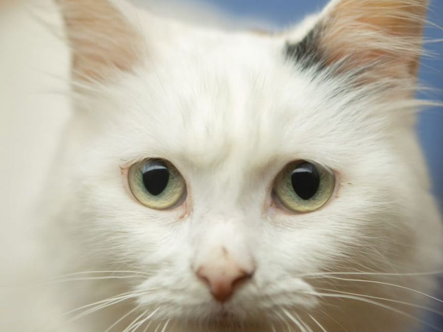 Турецкая ангора