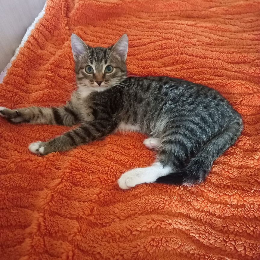 Котик в добрые руки