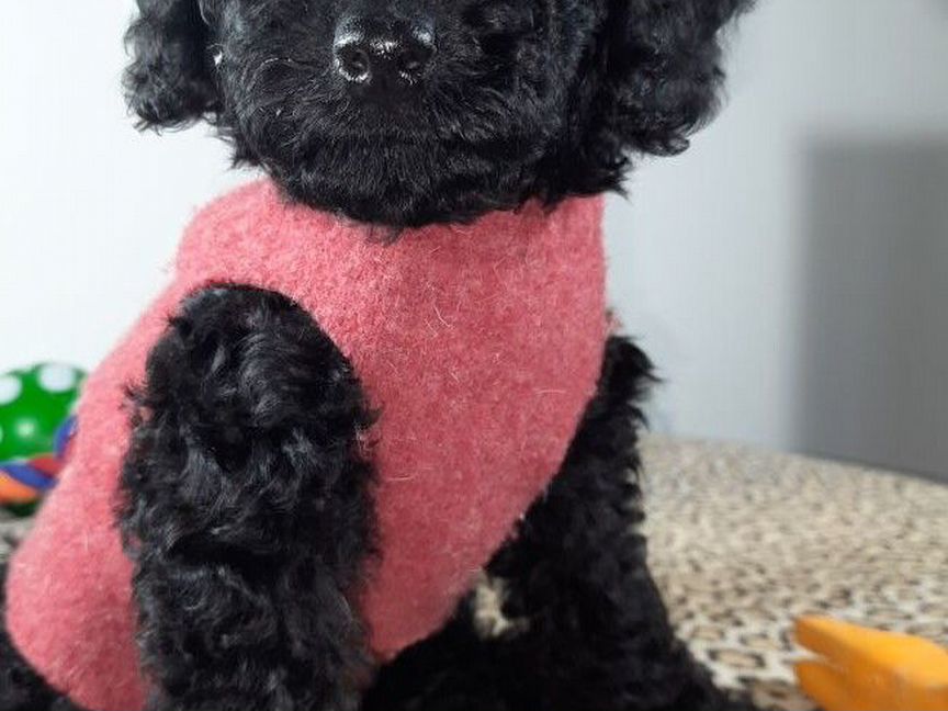 Щенки карликового пуделя