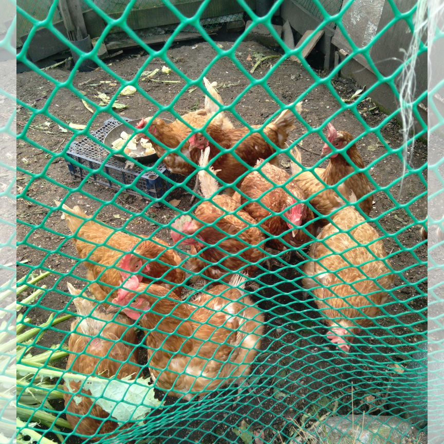 Куры несушки продам