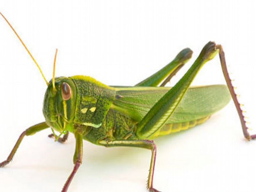 Саранча живая