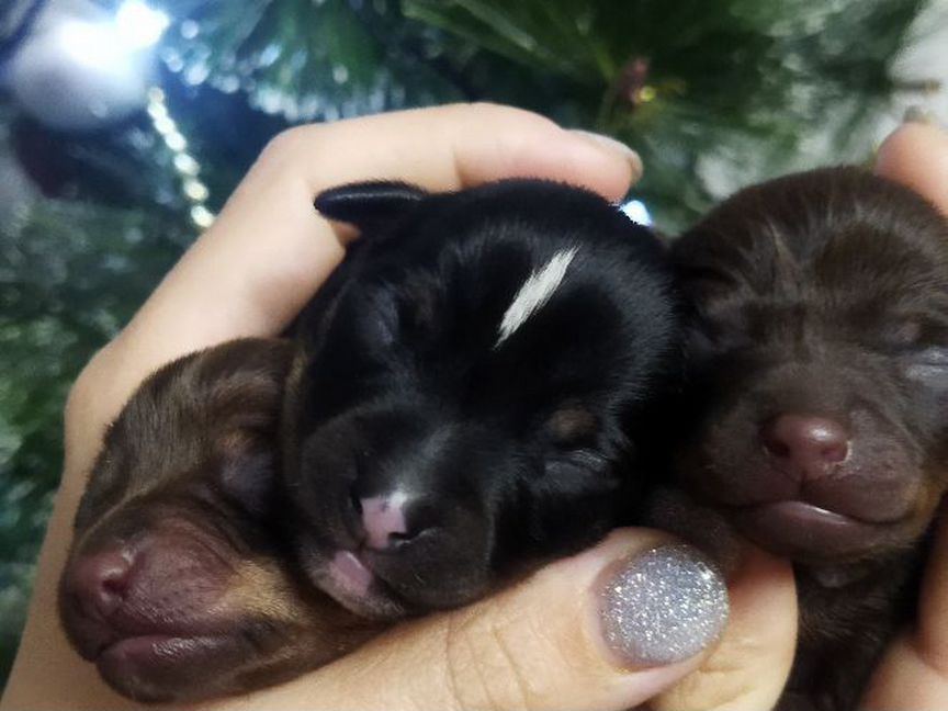 Продам той терьера