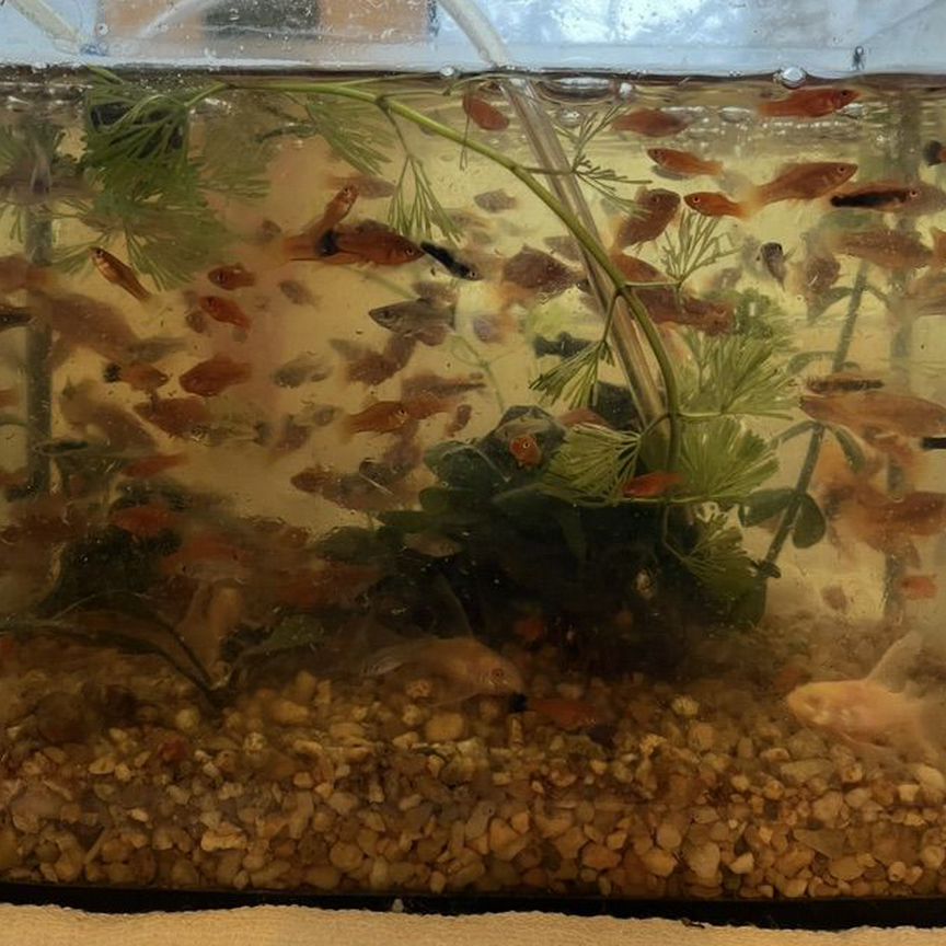 Аквариумные рыбки