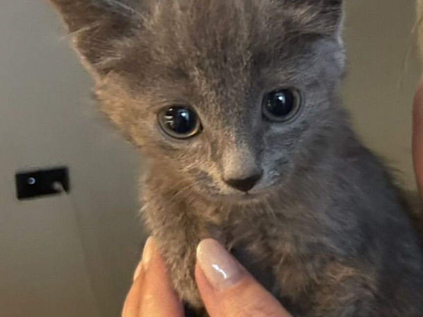 Котёнок русская голубая