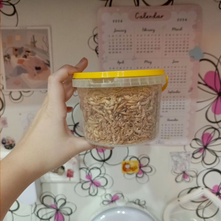 Рачки (Гаммарус )