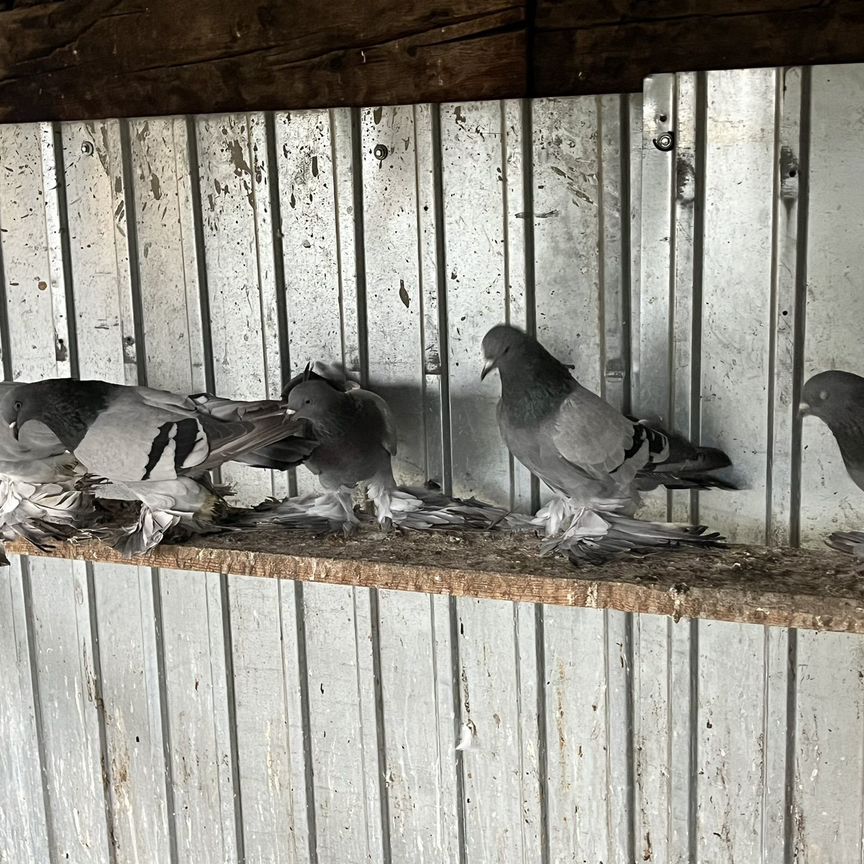 Голуби персы