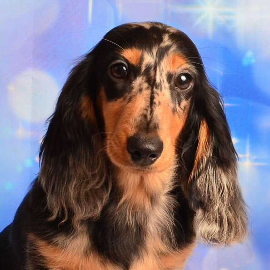 Карликовая такса, щенок