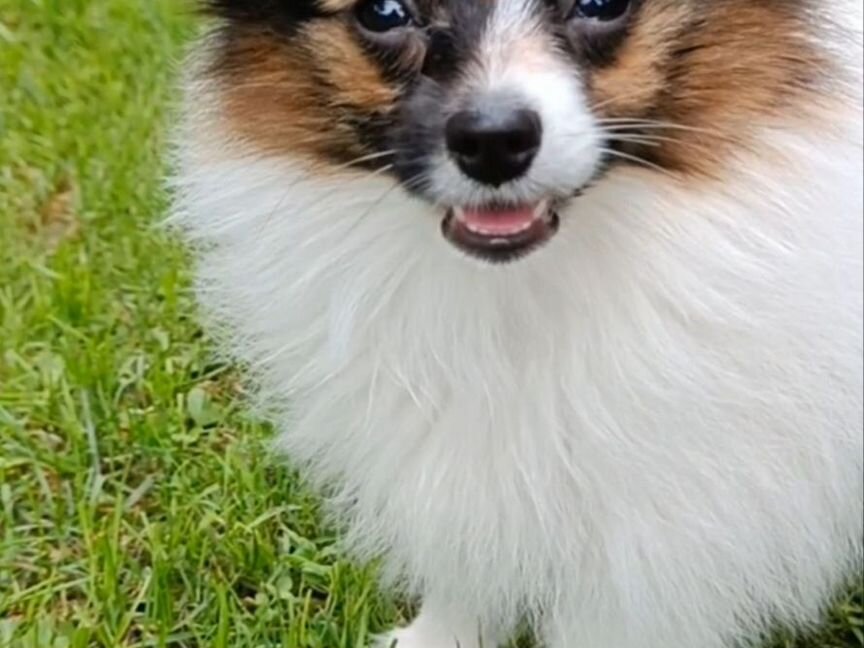 Щенок папийона