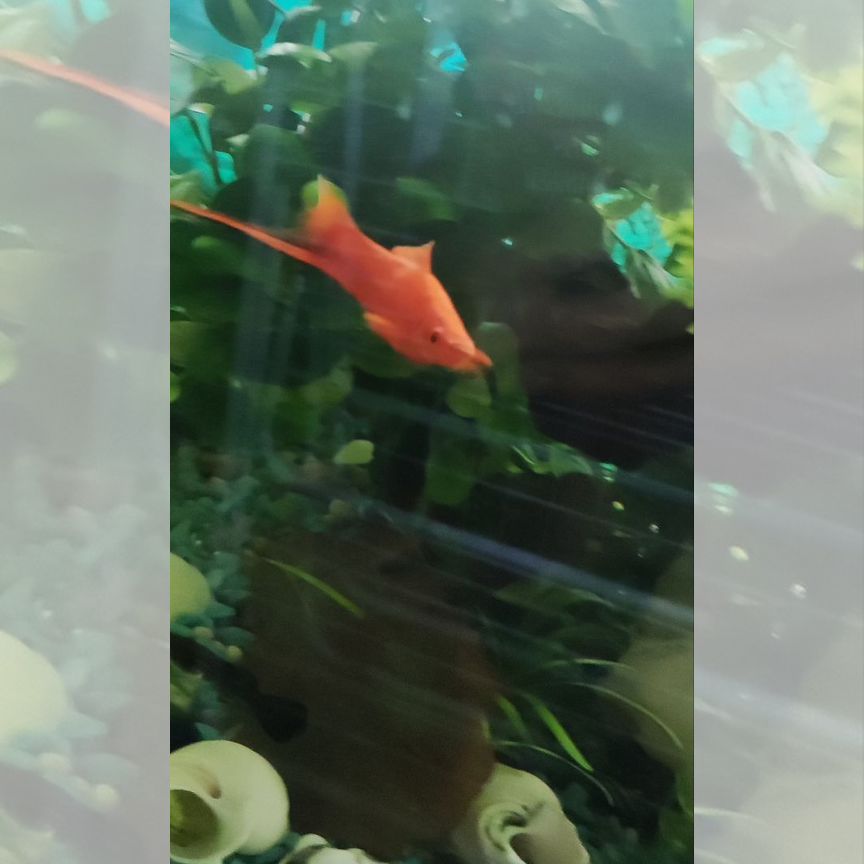 Аквариумные рыбы