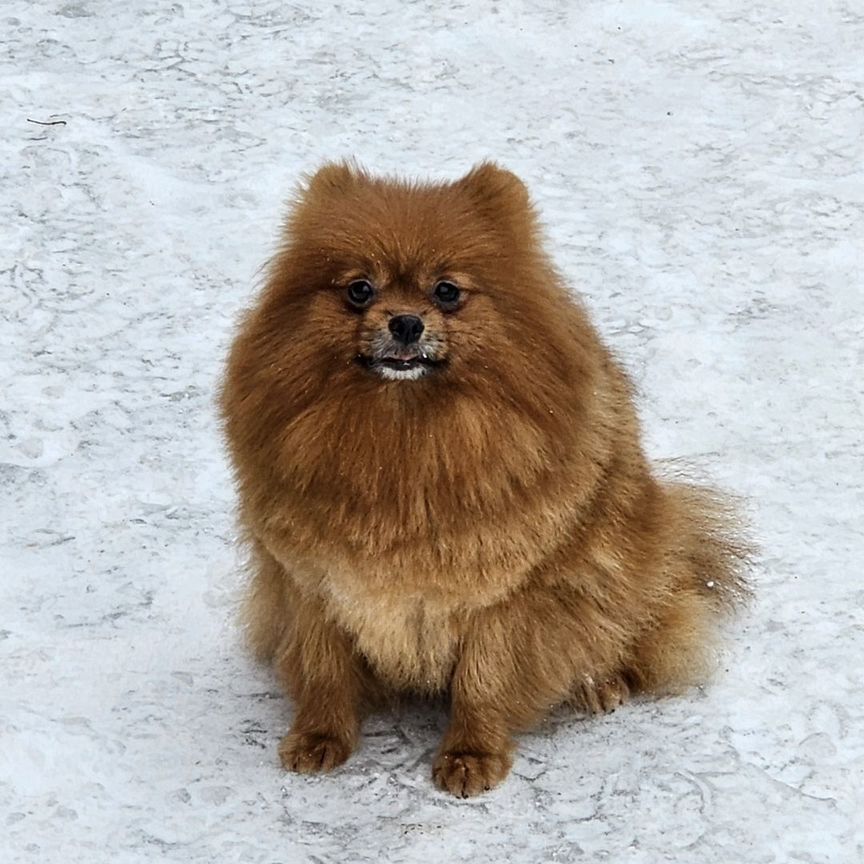 Померанский шпиц девочка