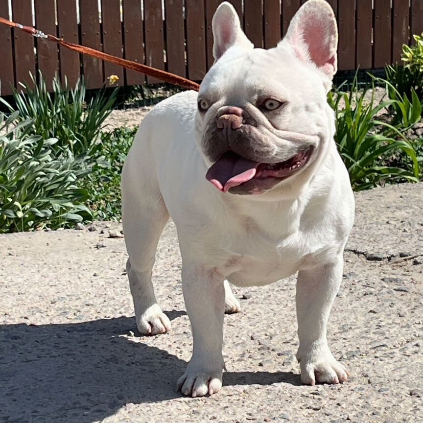 Французский бульдог вязка