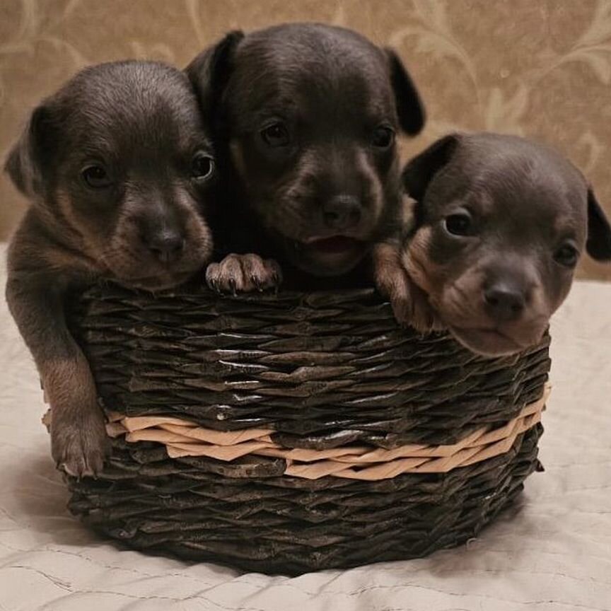 Чихуахуа, щенок