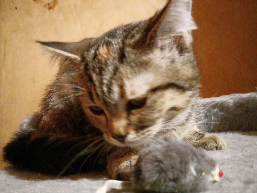 Котията черепаховые