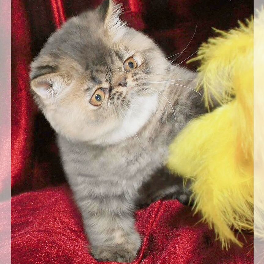 Котята экзоты короткошерстные