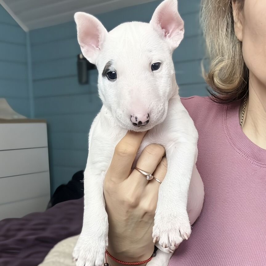 Мини-бультерьер, щенок