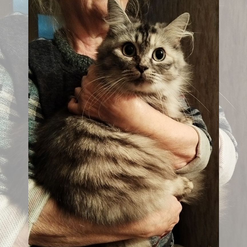 Кошки в добрые руки бесплатно