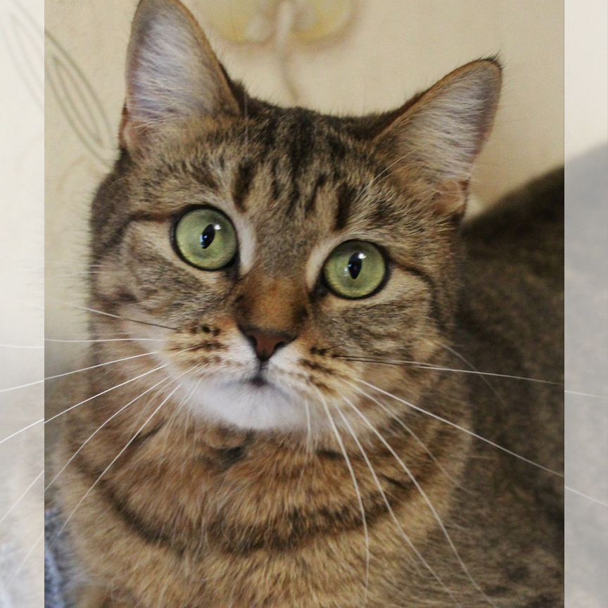 Взрослая, Девочка кошка в добрые руки