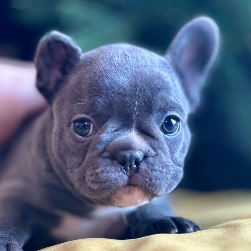 Французский бульдог