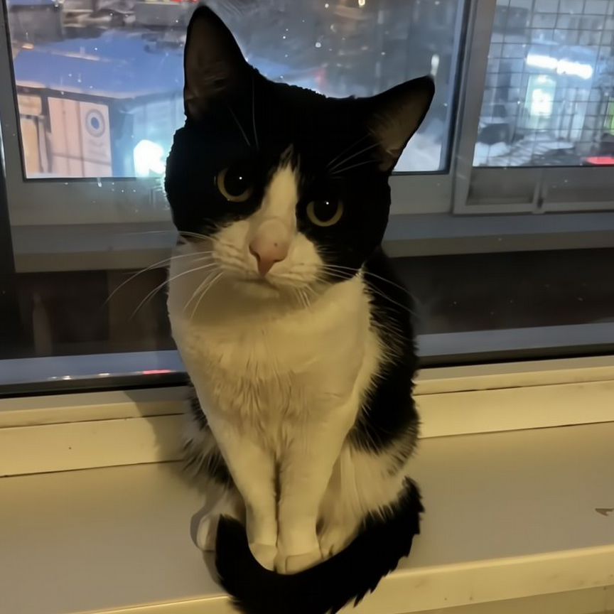 Взрослый кот в добрые руки