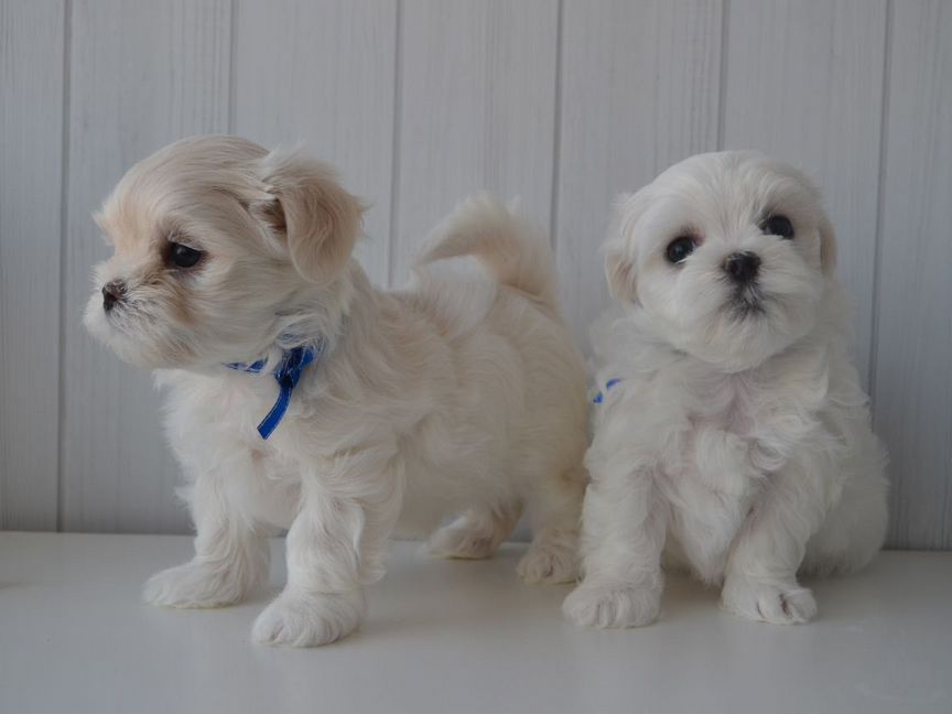 Мальтийская болонка