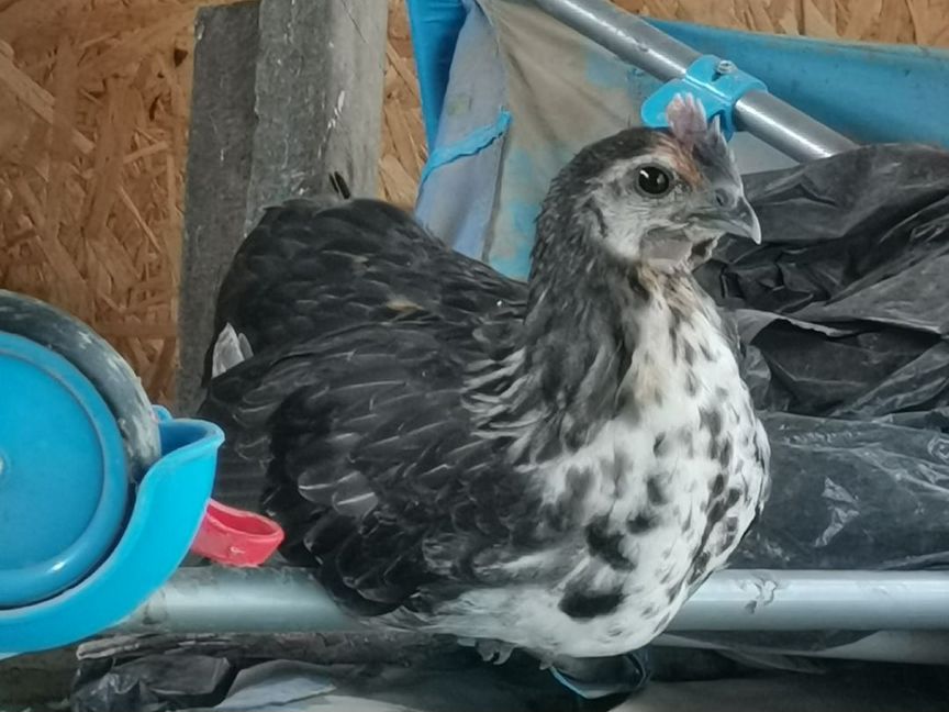 Петух Лакеданзи