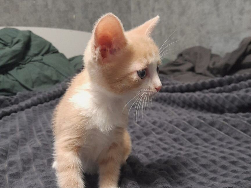 Котенок 2 месяца