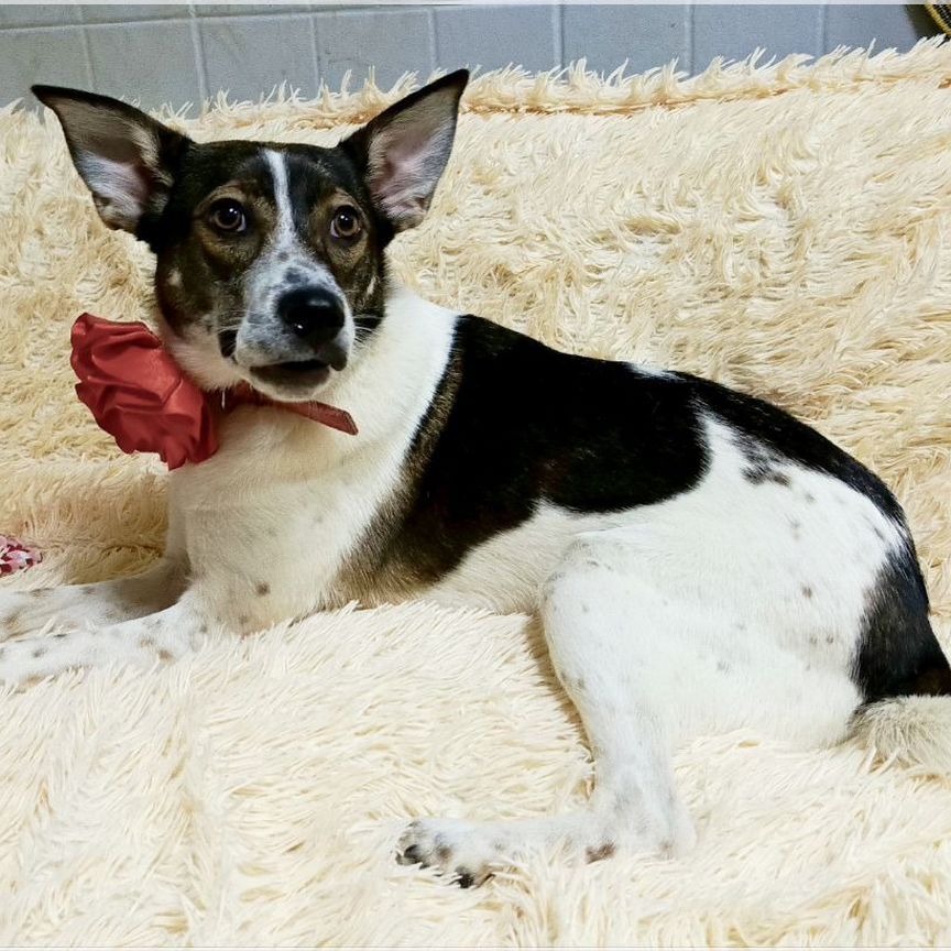 Взрослая собака в добрые руки