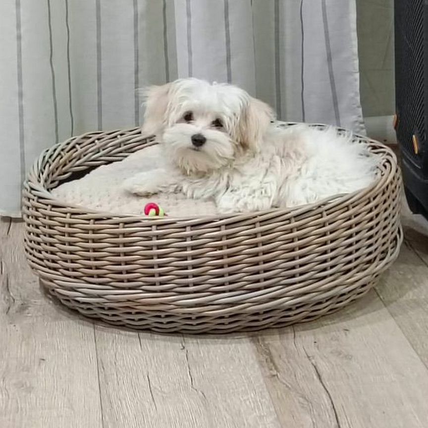 Лежанка для домашних животных из ротанга