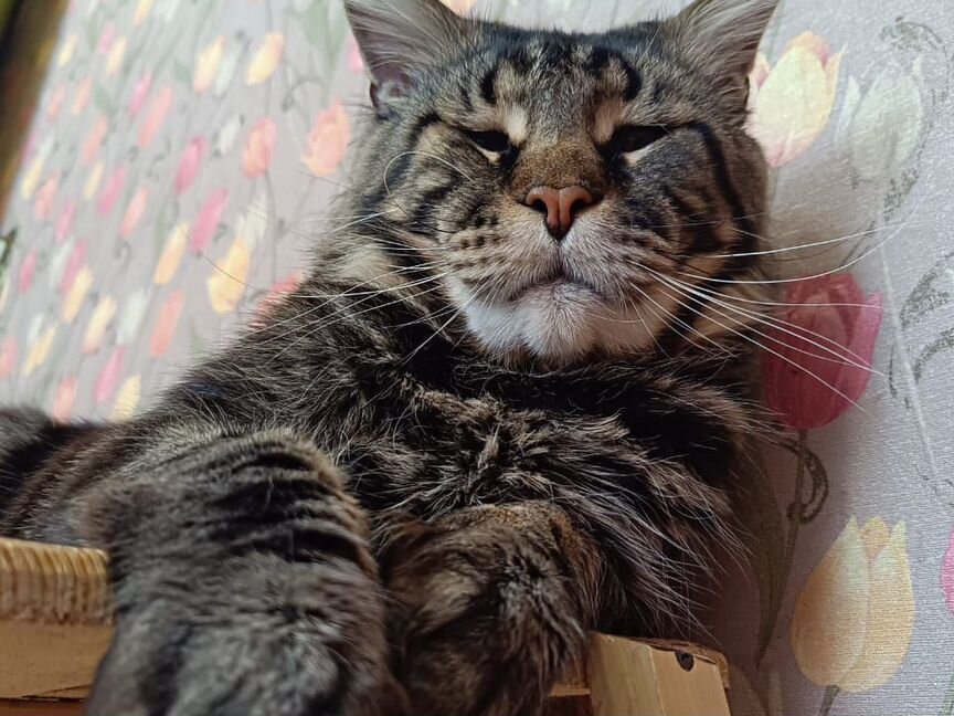 Котята мейн-кун