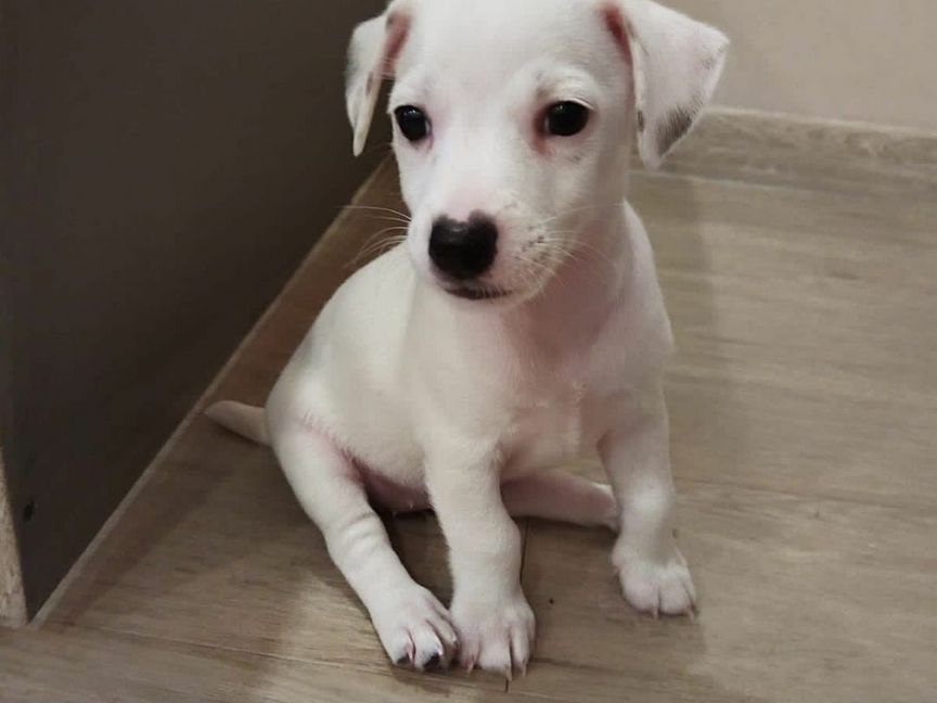 Щенок джек Рассел терьер