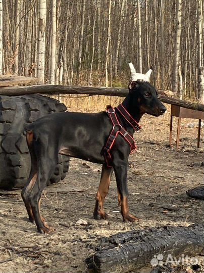 Доберман РКФ