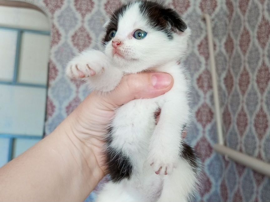 Британская кошка