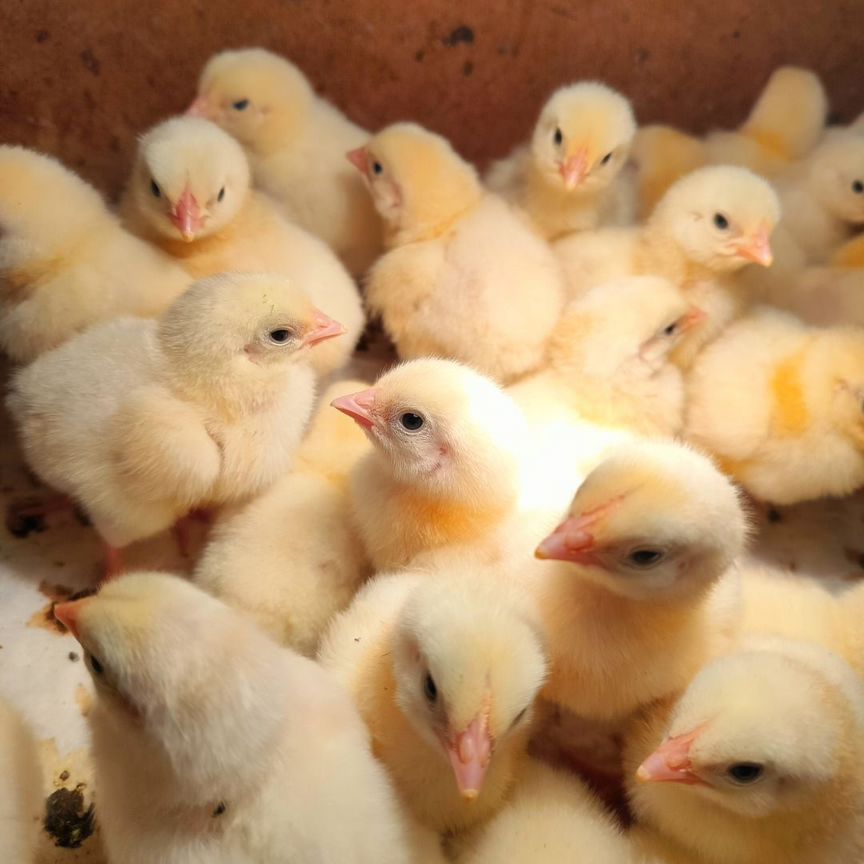 Цыплята петушки