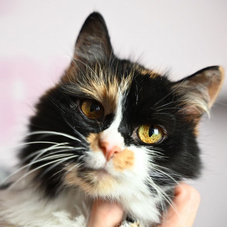 Старушка ищет дом (из приюта)