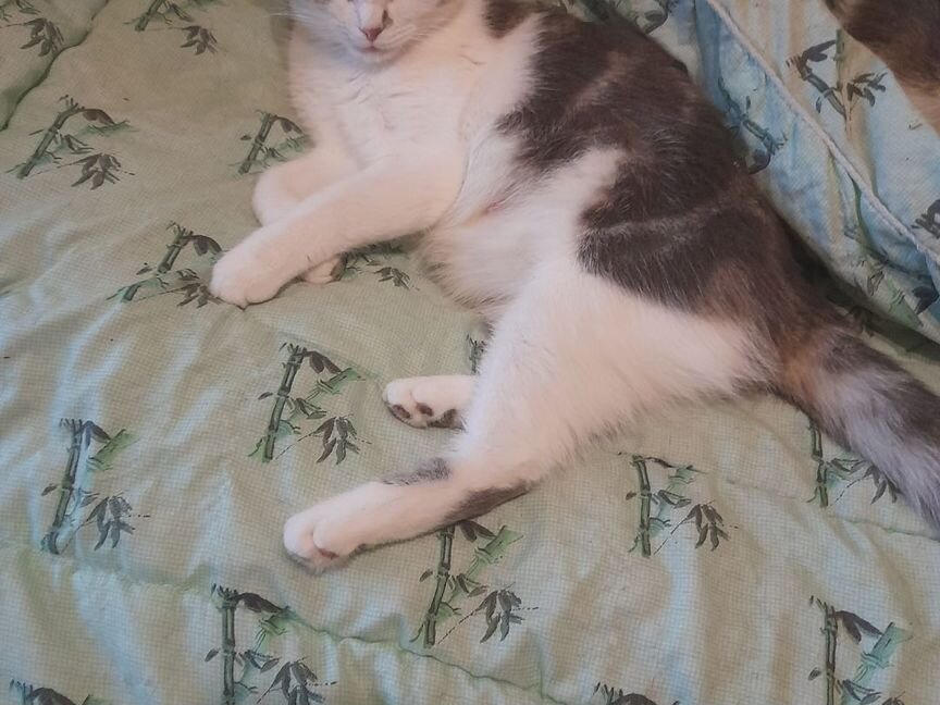 Кошка метис шотландки 9 мес