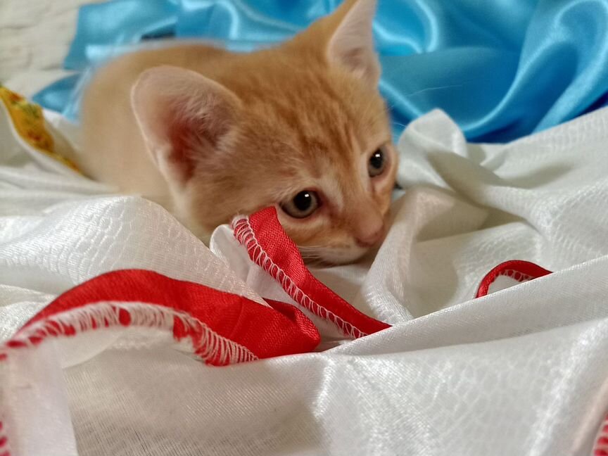 Котёнок
