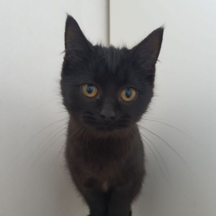 Рокси ищет семью