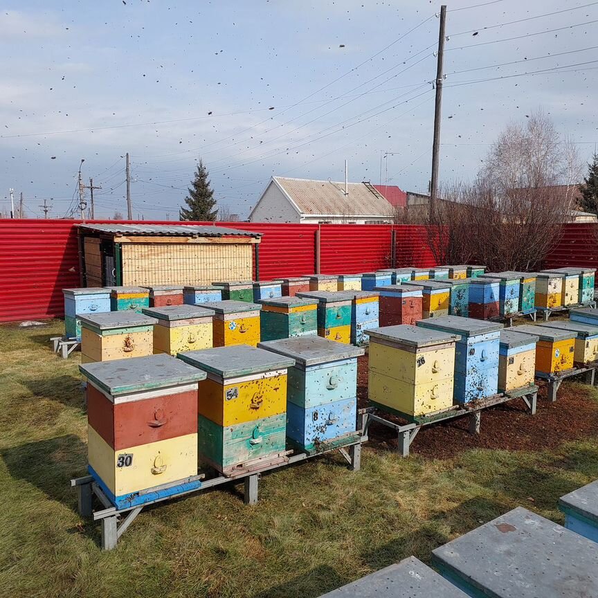 Ульи Рут, Дадан 10ти- рамочные