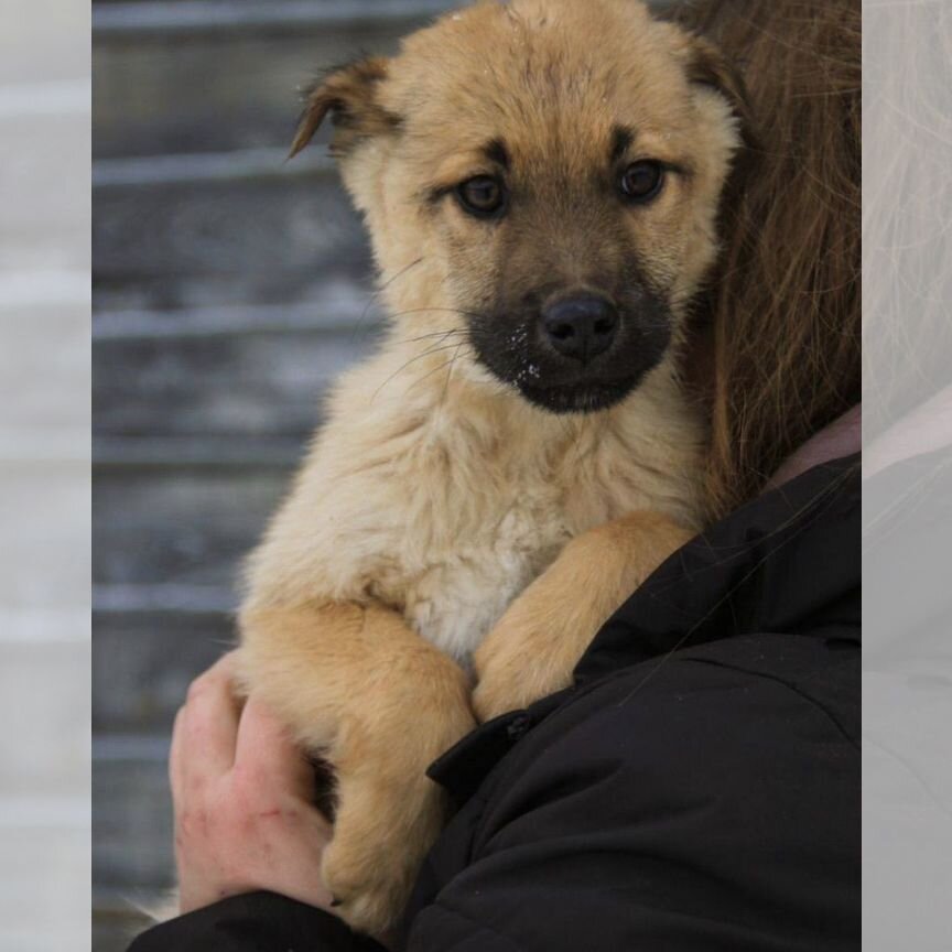 Щенок в добрые руки