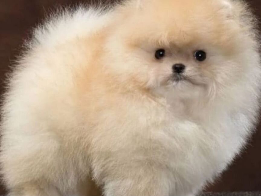 Померанский шпиц медвежьего типа