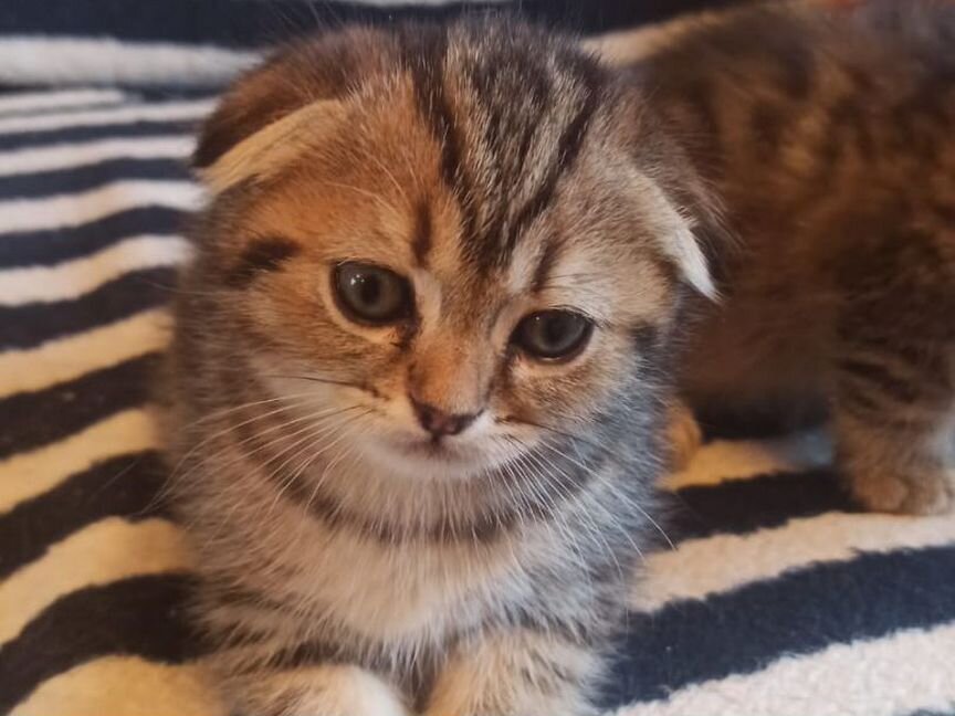 Вислоухие котята