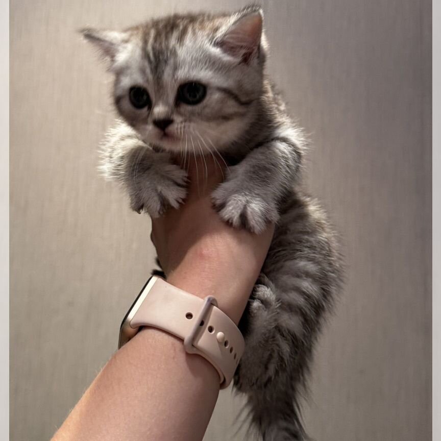 Котята в добрые руки золотая шиншилла