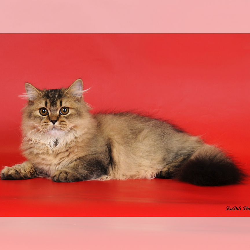 Британский котенок