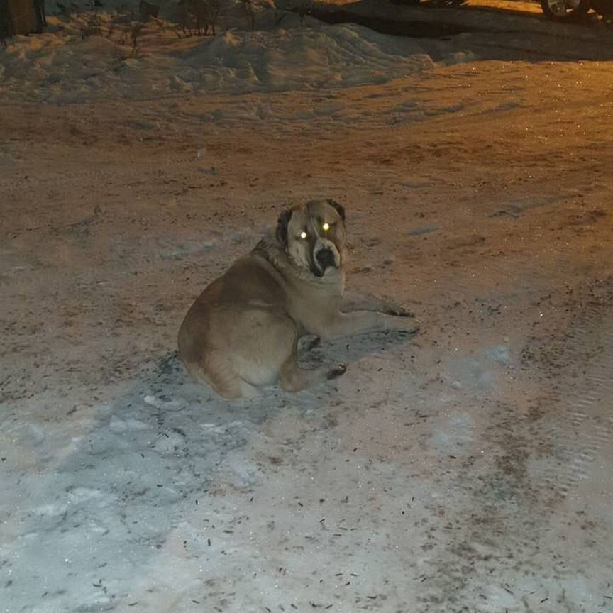 Найдена собака алабай