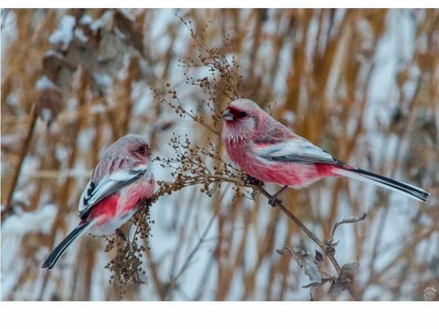 Снегирь урагус
