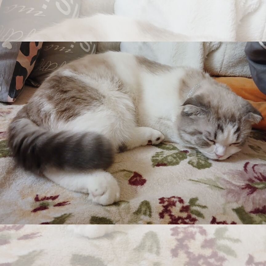 Шотландский вислоухий короткошёрстный котёнок