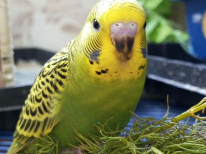 Птенцы волнистый попугай